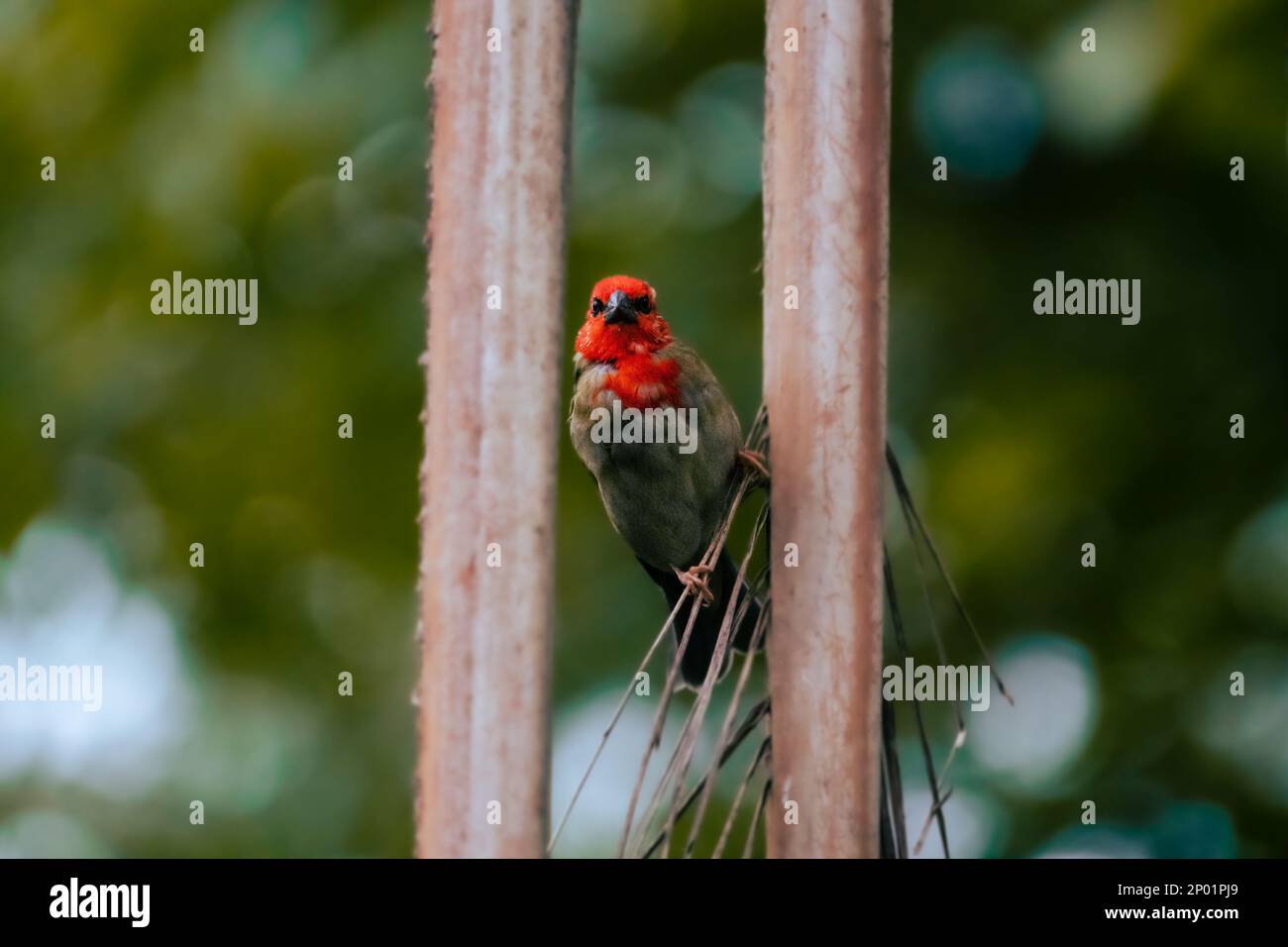An orangish gray bird is shown standing on vertical sticks. The ...