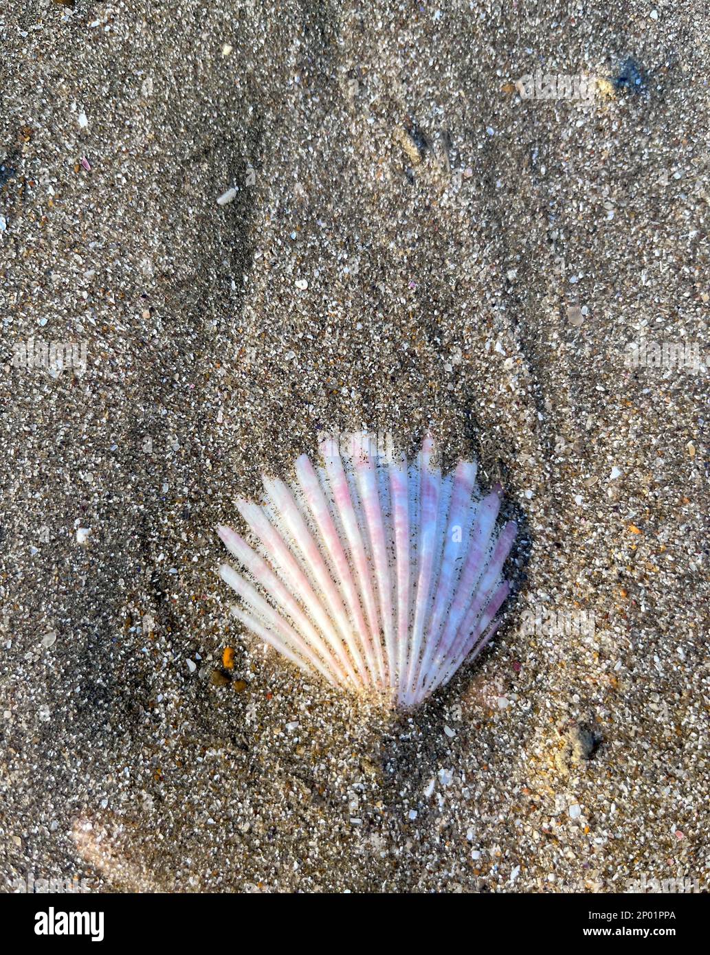 Sea shells in the coast line in Puerto Madryn Stock Photo - Alamy