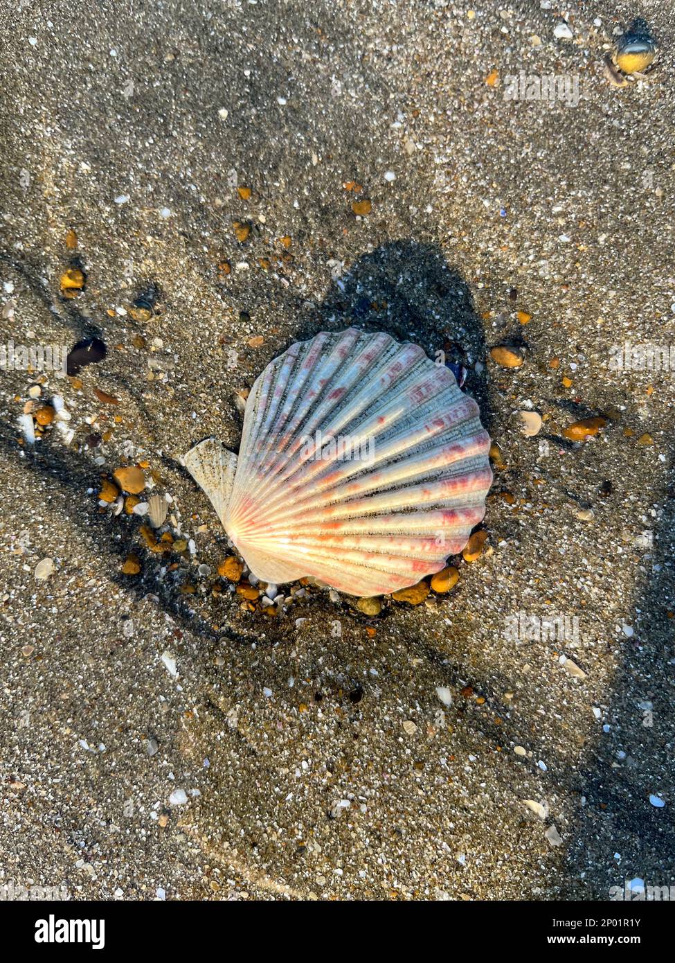 Sea shells in the coast line in Puerto Madryn Stock Photo - Alamy