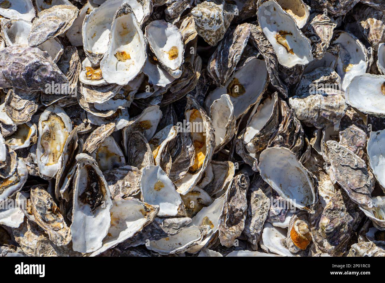 Opened oyster shells background hi-res stock photography and images - Alamy