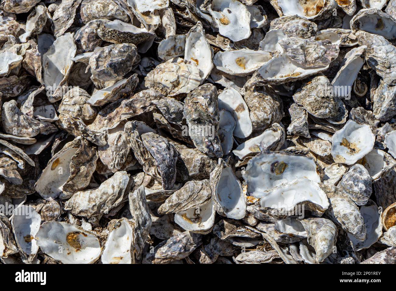 Opened oyster shells background hi-res stock photography and images - Alamy