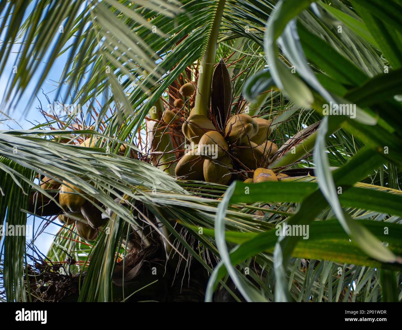 Coconut Tree In Rainforest