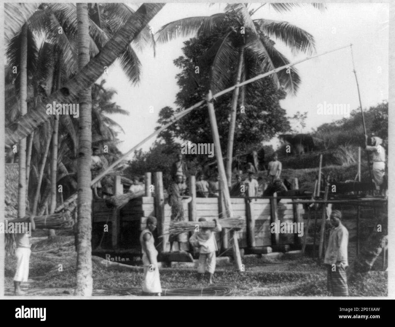 Rattan. Frank and Frances Carpenter Collection, No. 140, Rattan palms ...