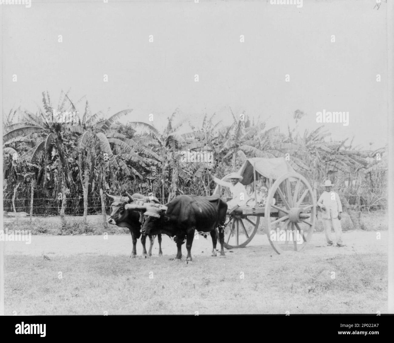 Man, woman and child in ox-drawn cart. Title and other information ...