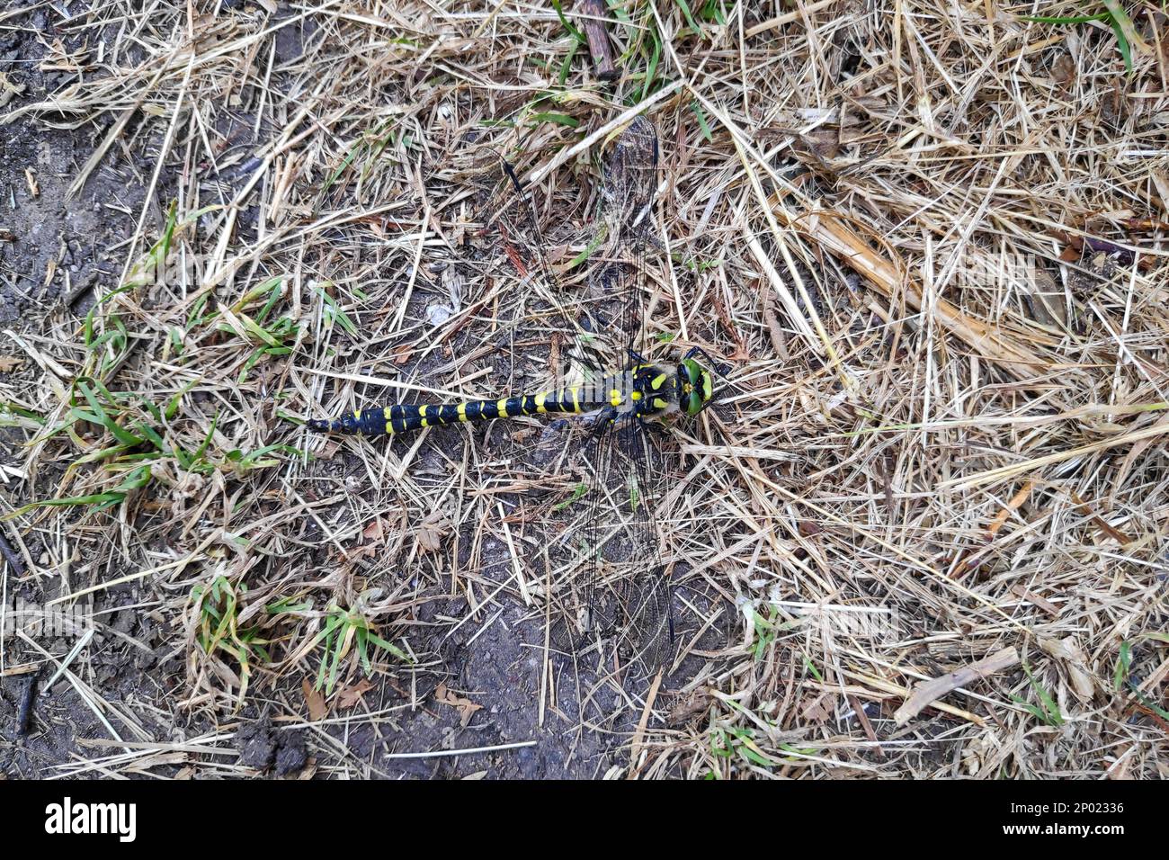 The golden-ringed dragonfly (Cordulegaster boltonii) is a large ...