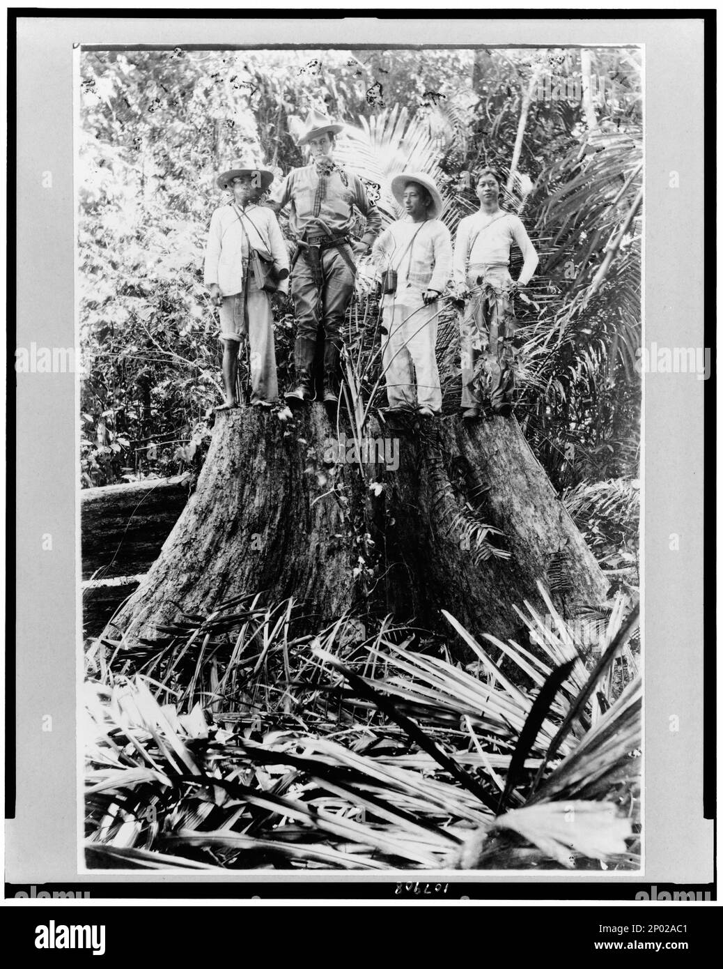 Four men standing on a large stump in lumbering region, Mindoro ...