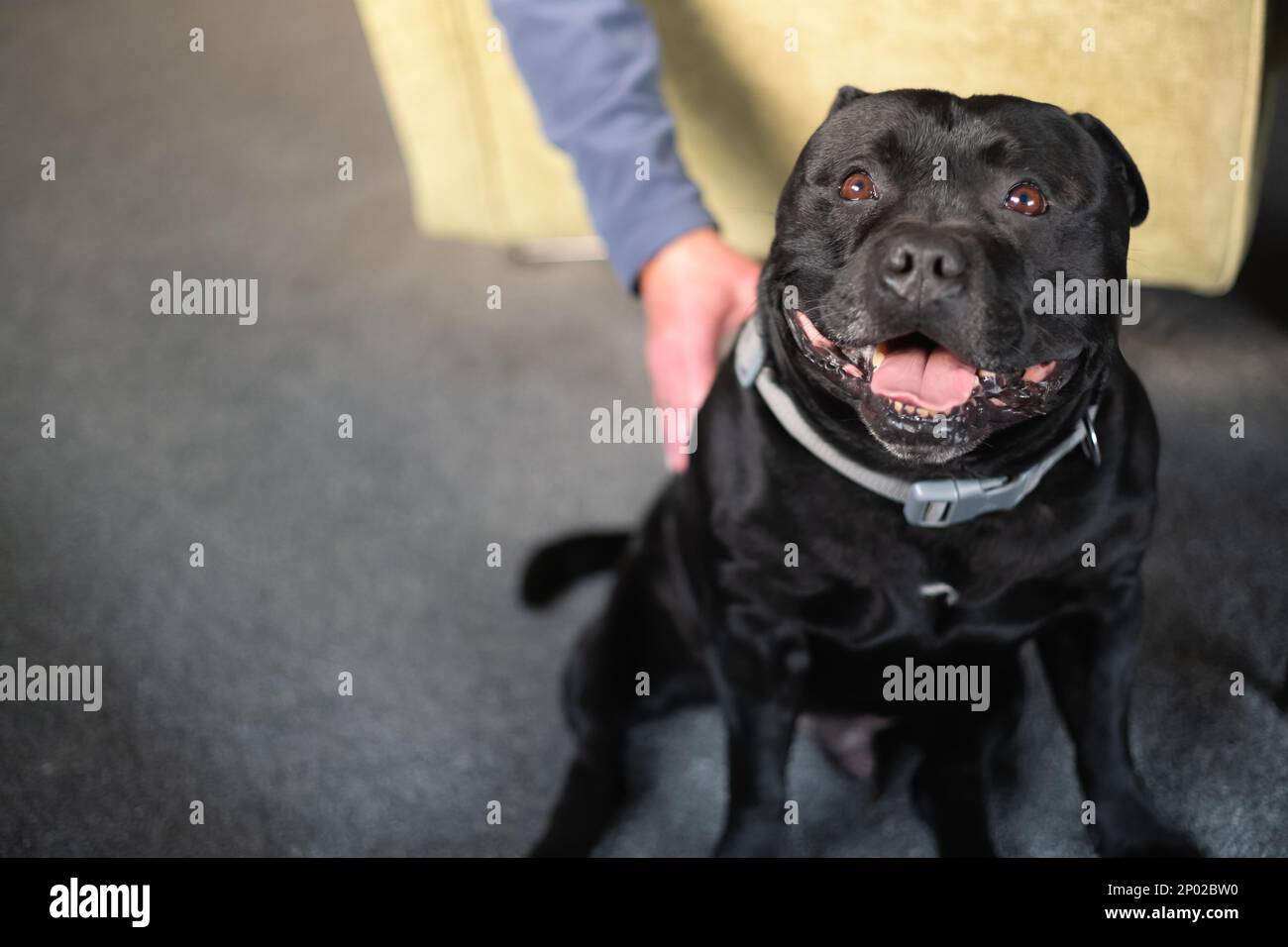 Staffordshire Bull Terrier sitting on the floor smiling by a chair. A ...