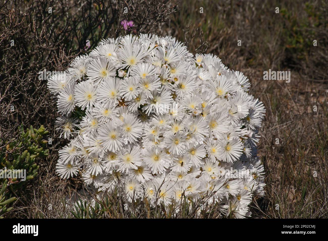 Ruschia hi-res stock photography and images - Alamy