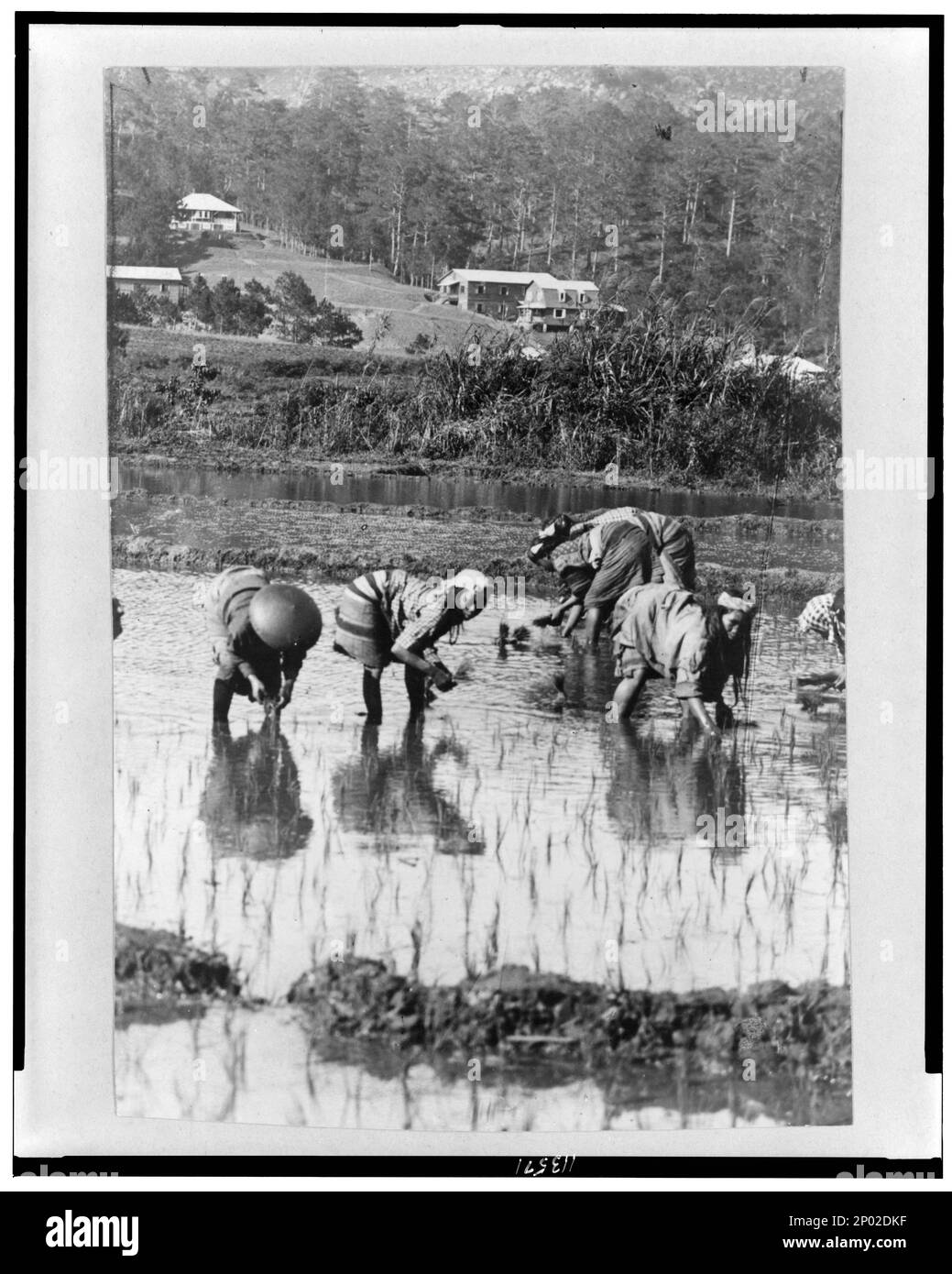 Filipinos planting rice, Philippine Islands. Frank and Frances ...