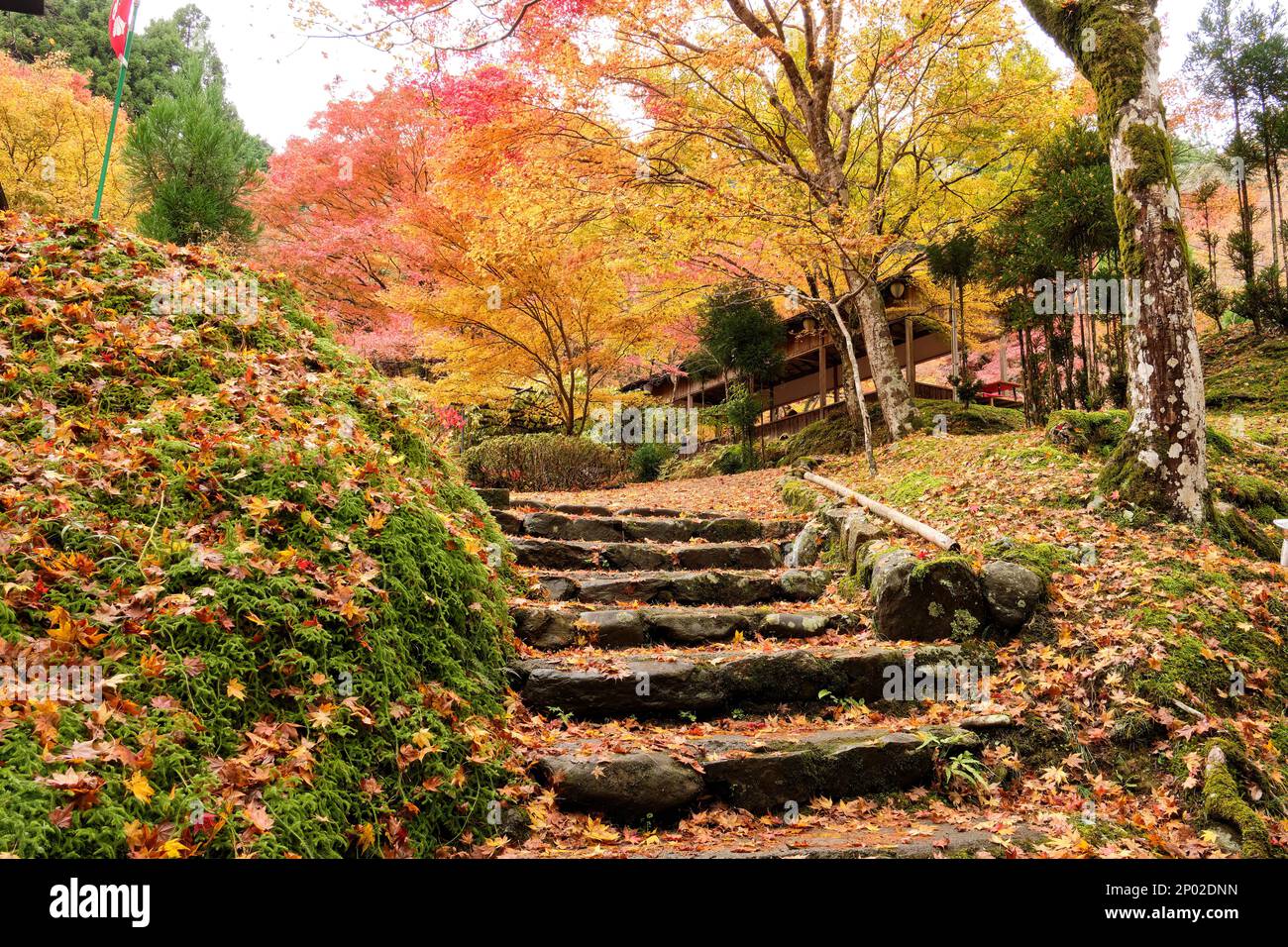 Gorgeous landscape of autumn colour trees and leaf covered stone steps ...