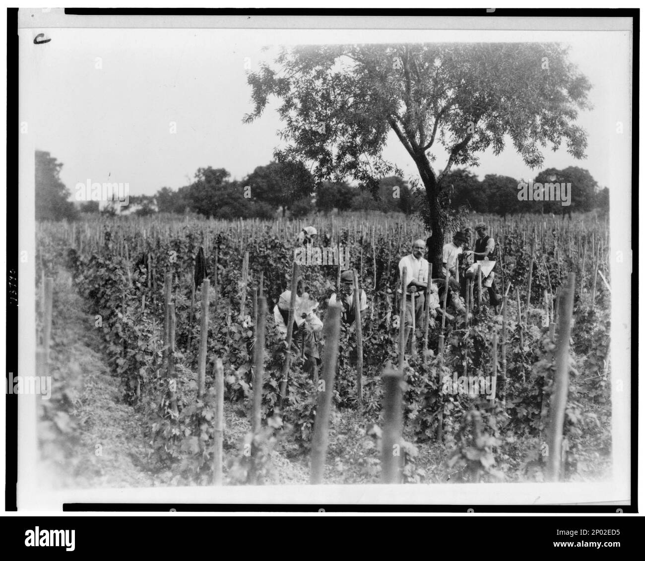 People working in vineyard, Hungary. Frank and Frances Carpenter ...