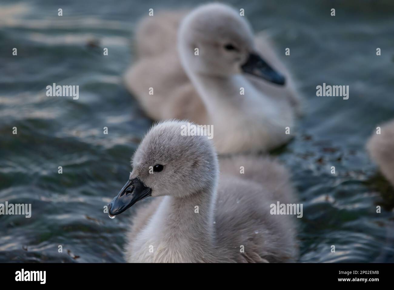 Swan babies in water. Two grey little Mute swan cygnets swimming in lake Geneva. Cygnus olor in ...