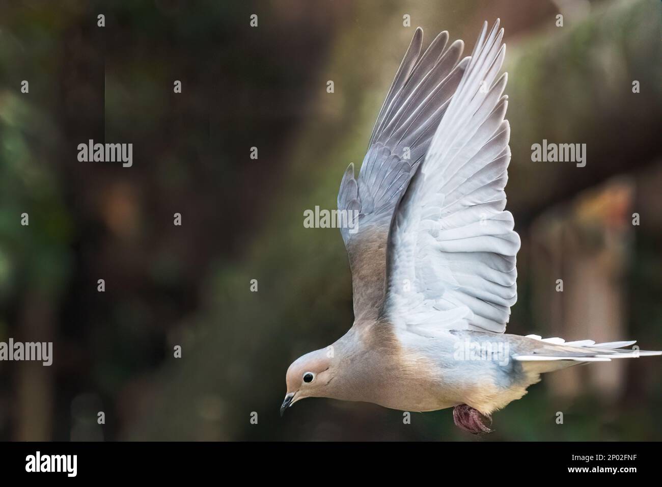Dove Flying Away