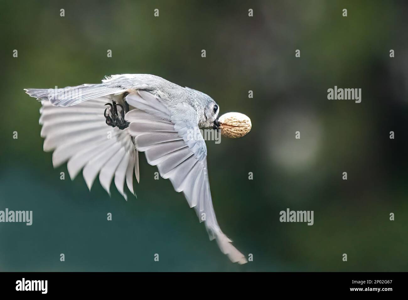 Tufted titmouse flight with peanut Stock Photo - Alamy