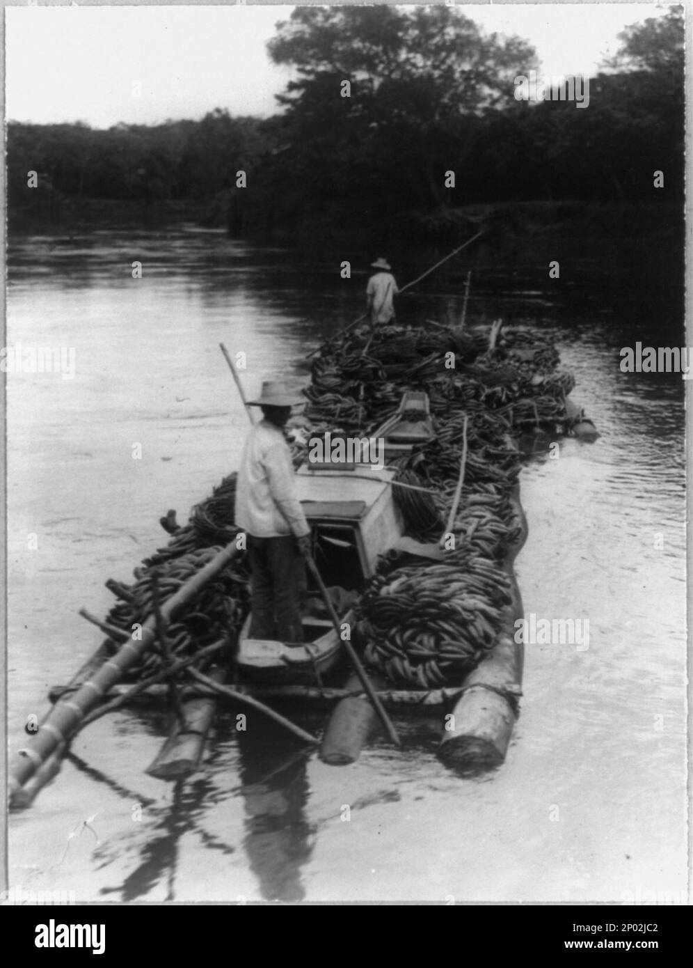 Bananas being rafted down a tributary of the Guyas River. Frank and ...