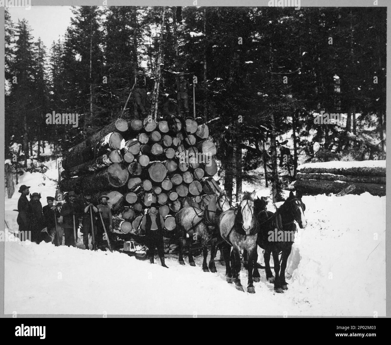 Lumber industry horses Black and White Stock Photos & Images - Alamy