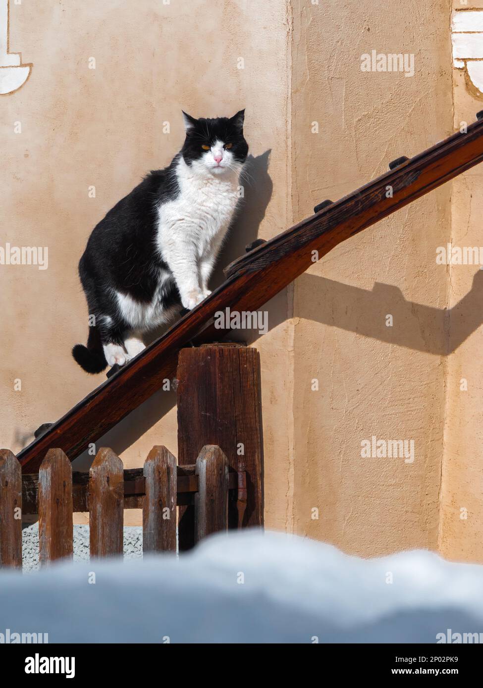 A cat in the snowy village of Cinuos-Chel, Switzerland Stock Photo - Alamy