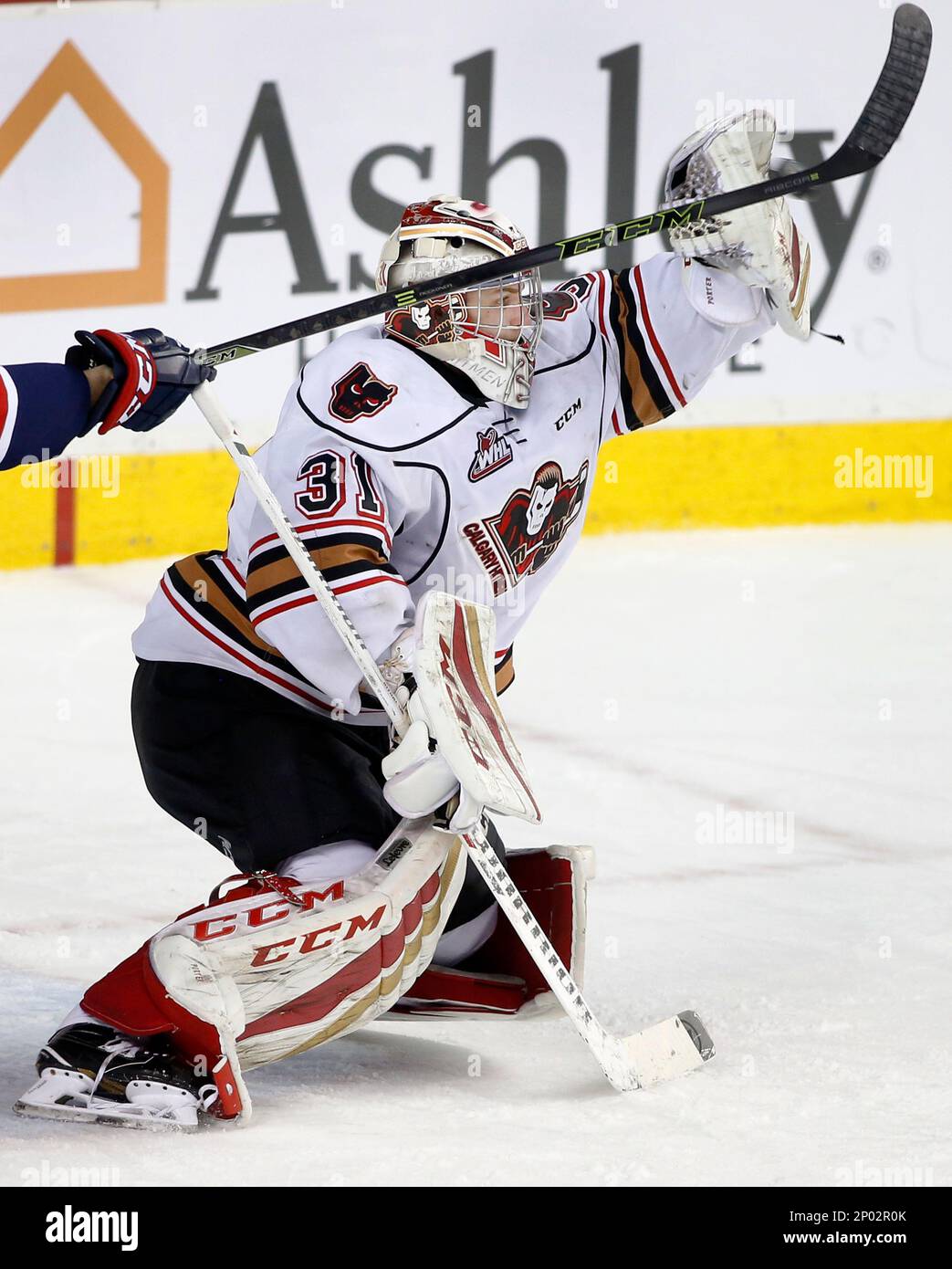 WHL (Western Hockey League) player profile photo on Calgary Hitmen ...