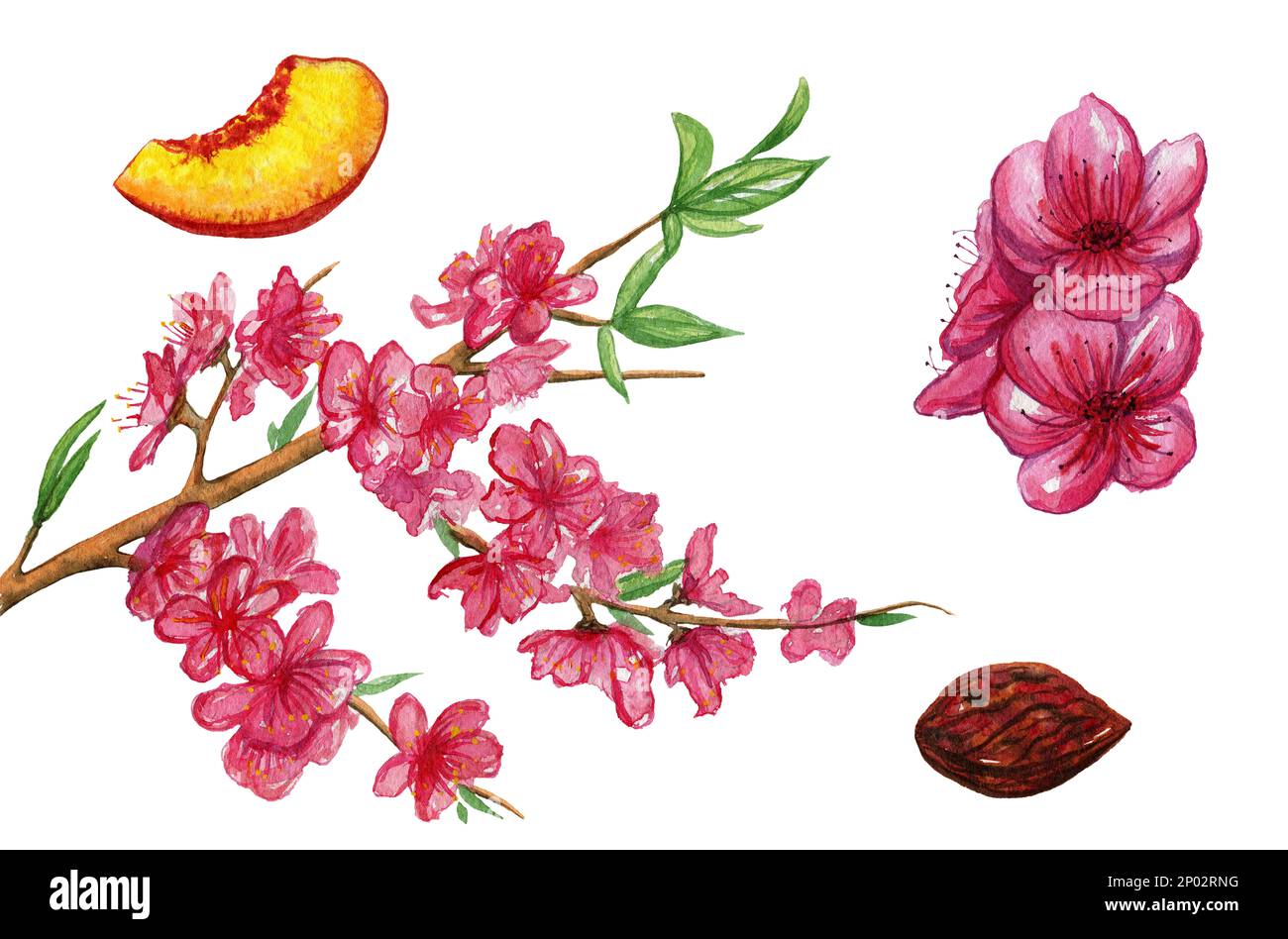 Peach watercolor illustration. Hand drawn watercolor painting on white ...