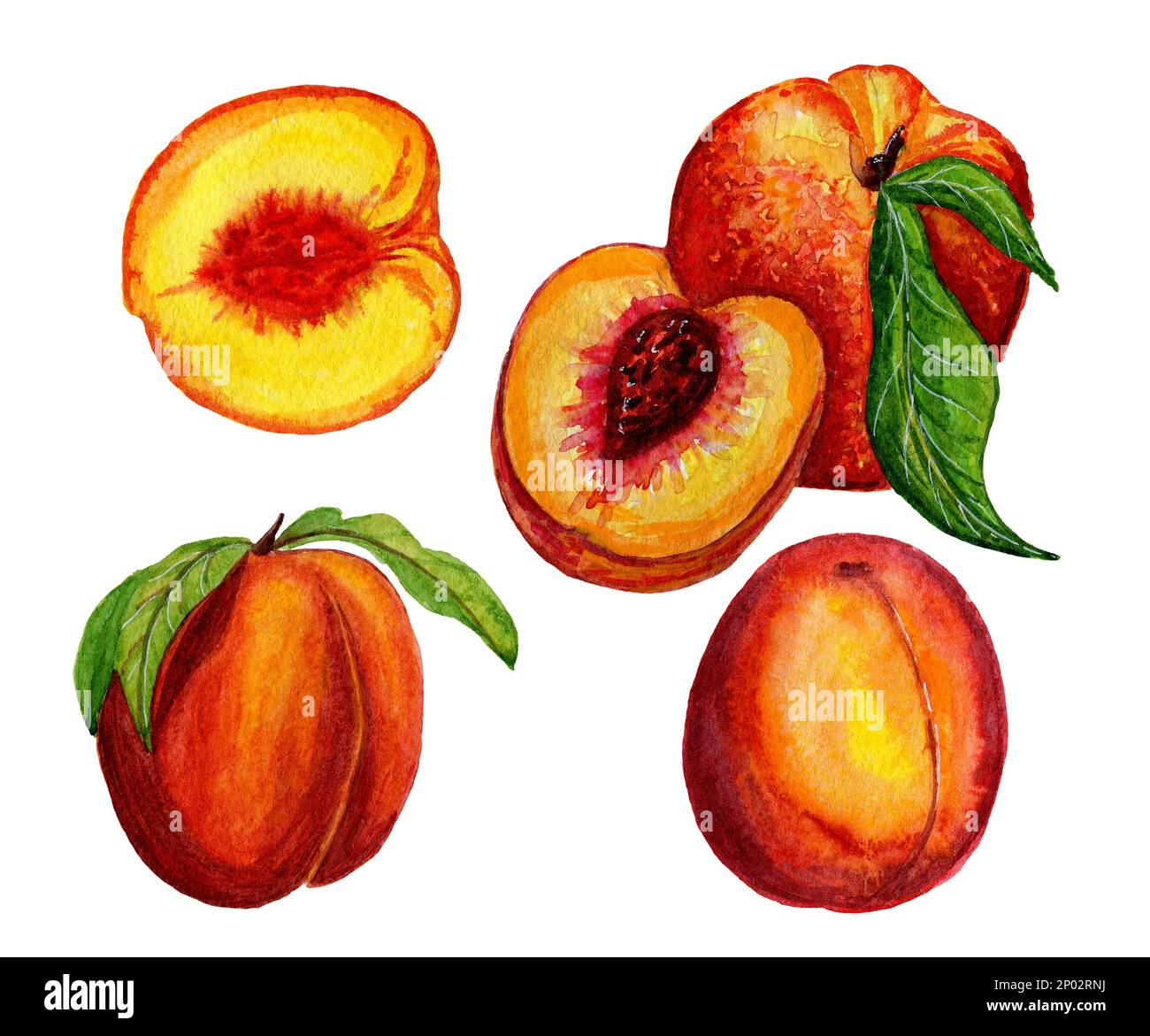 Peach watercolor illustration. Hand drawn watercolor painting on white ...