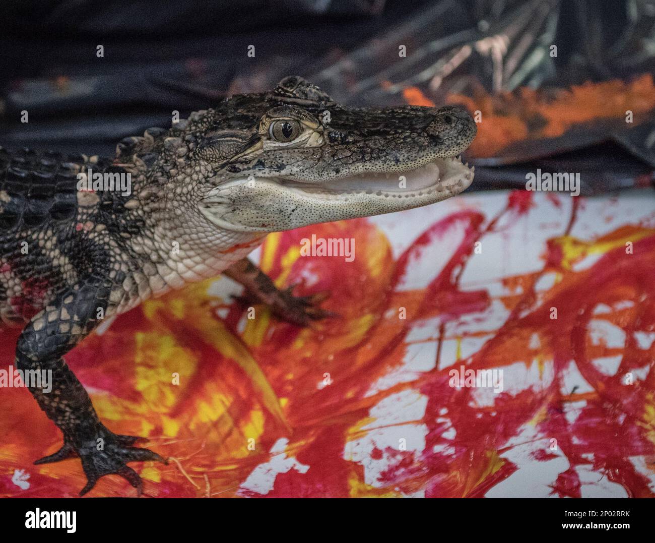 In this March 16, 2017 photo, a young American alligator called "The ...