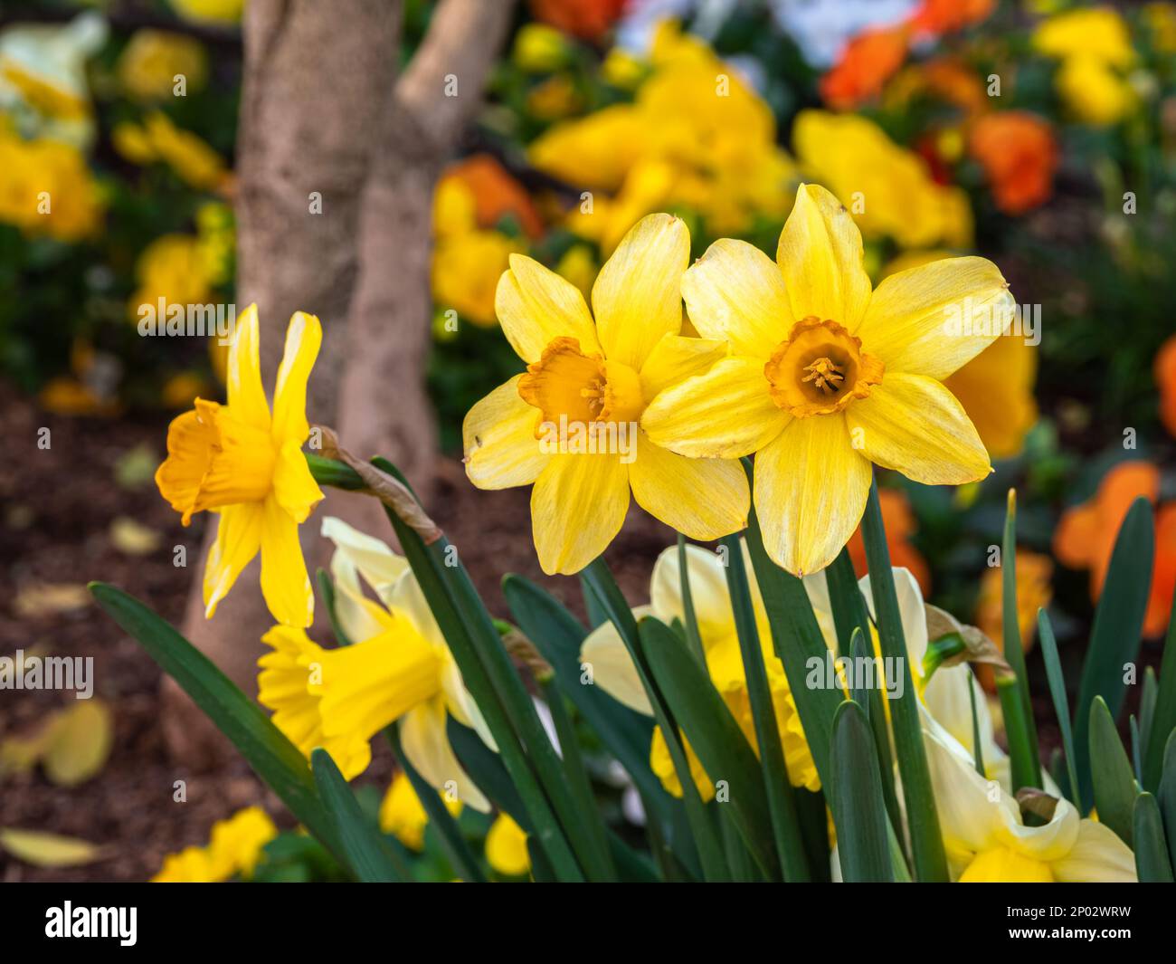 Beautiful flowering daffodil plants hi-res stock photography and images ...