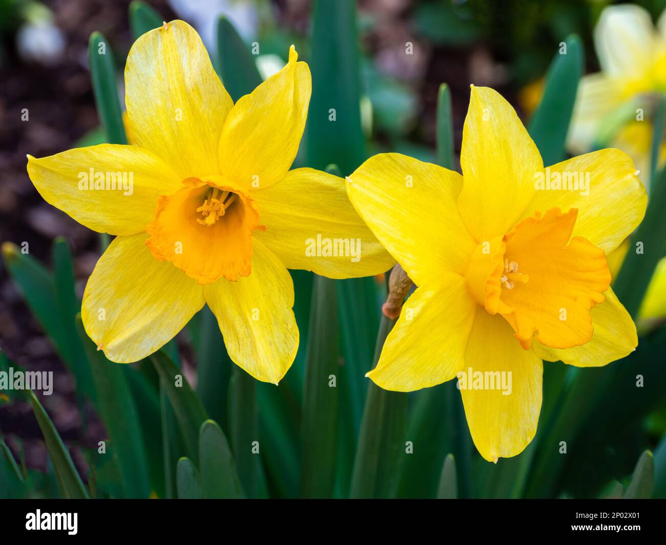 Beautiful flowering daffodil plants hi-res stock photography and images ...