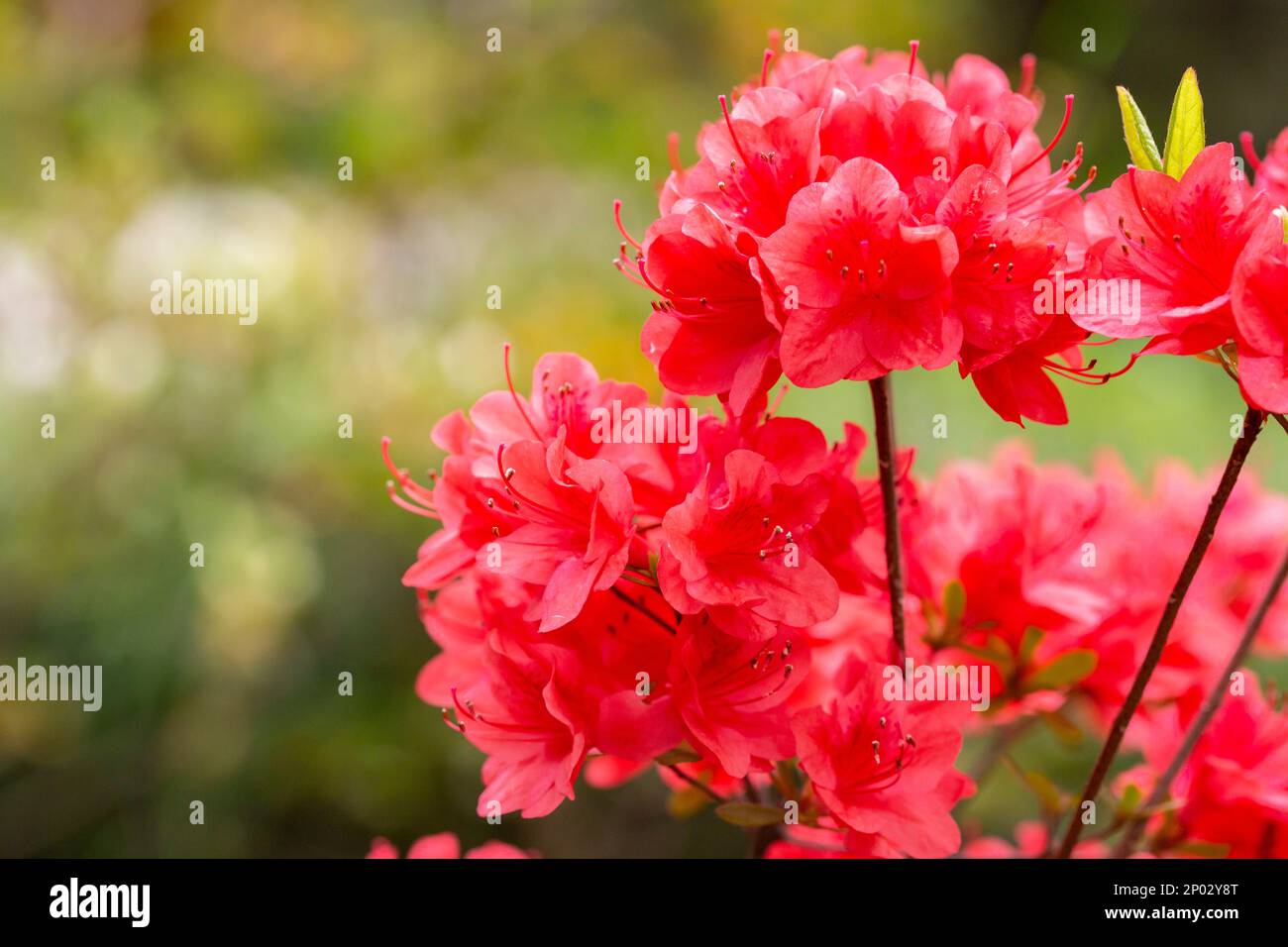 Beautiful red rhododendron flower in garden with magic bokeh. red ...