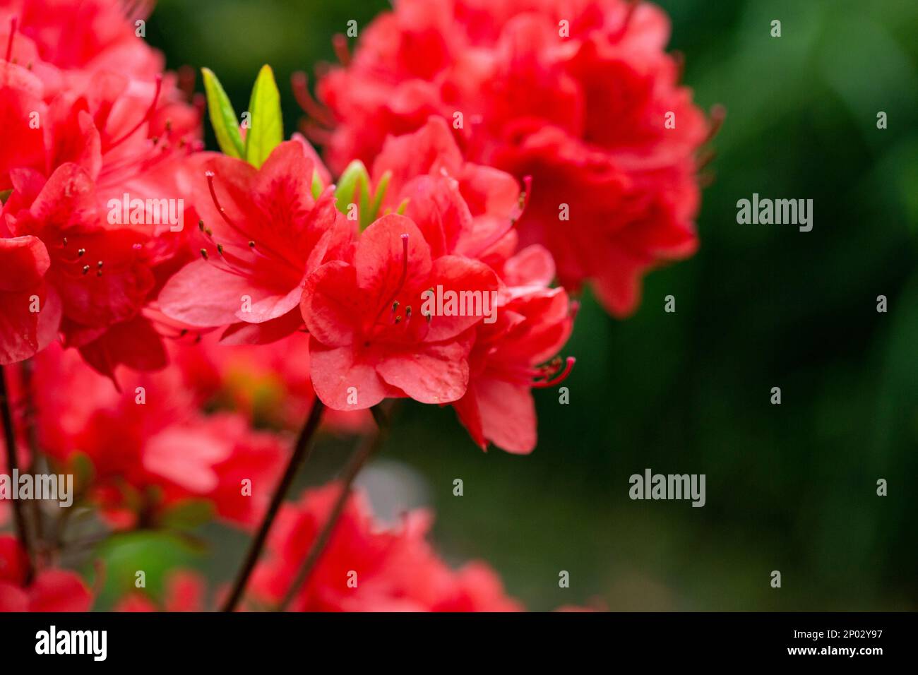 Beautiful red rhododendron flower in garden with magic bokeh. red ...