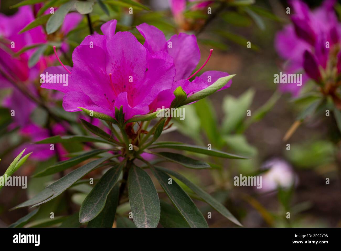 Azalea japonica tree hi-res stock photography and images - Alamy