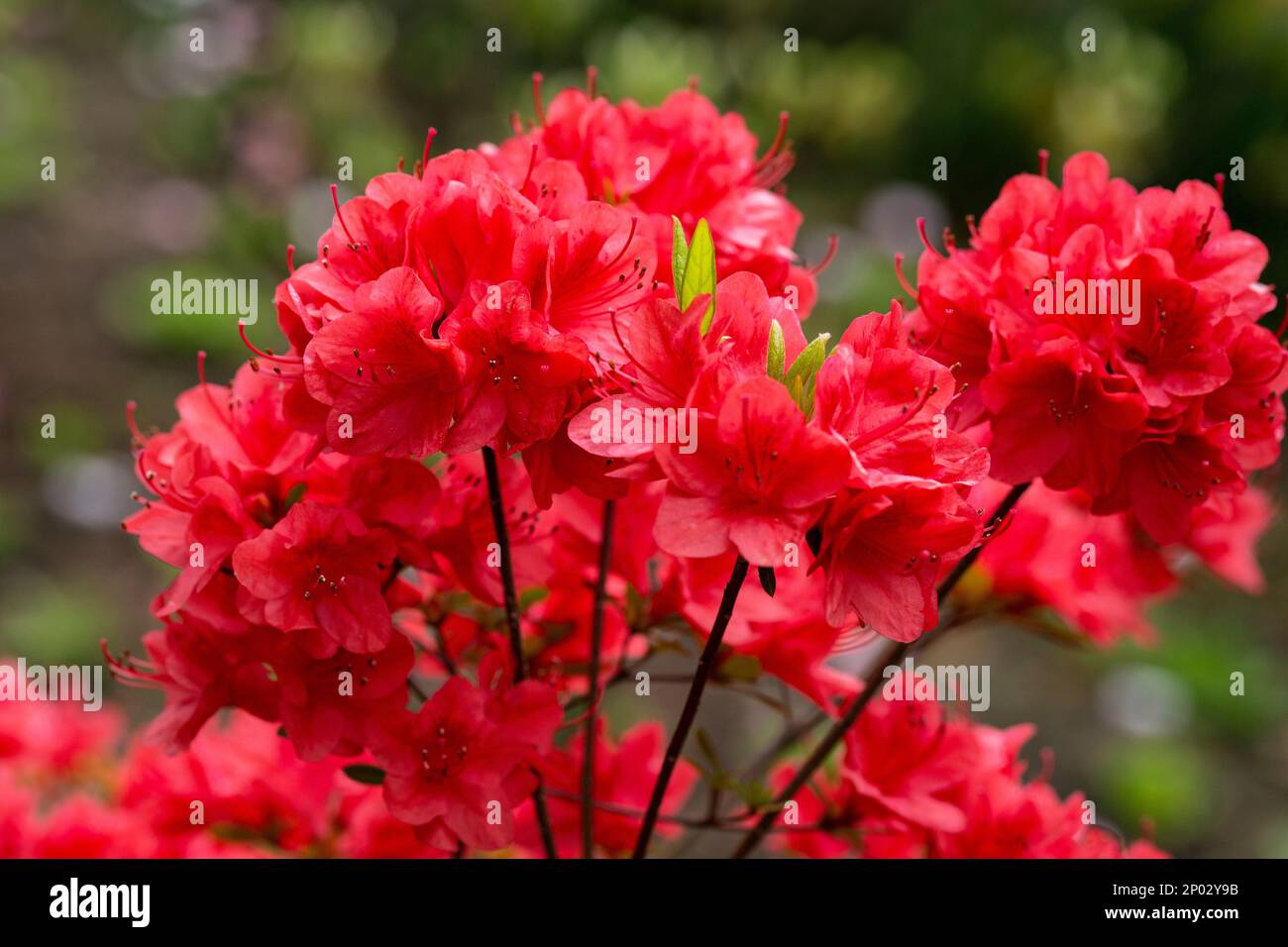 Beautiful red rhododendron flower in garden with magic bokeh. red ...