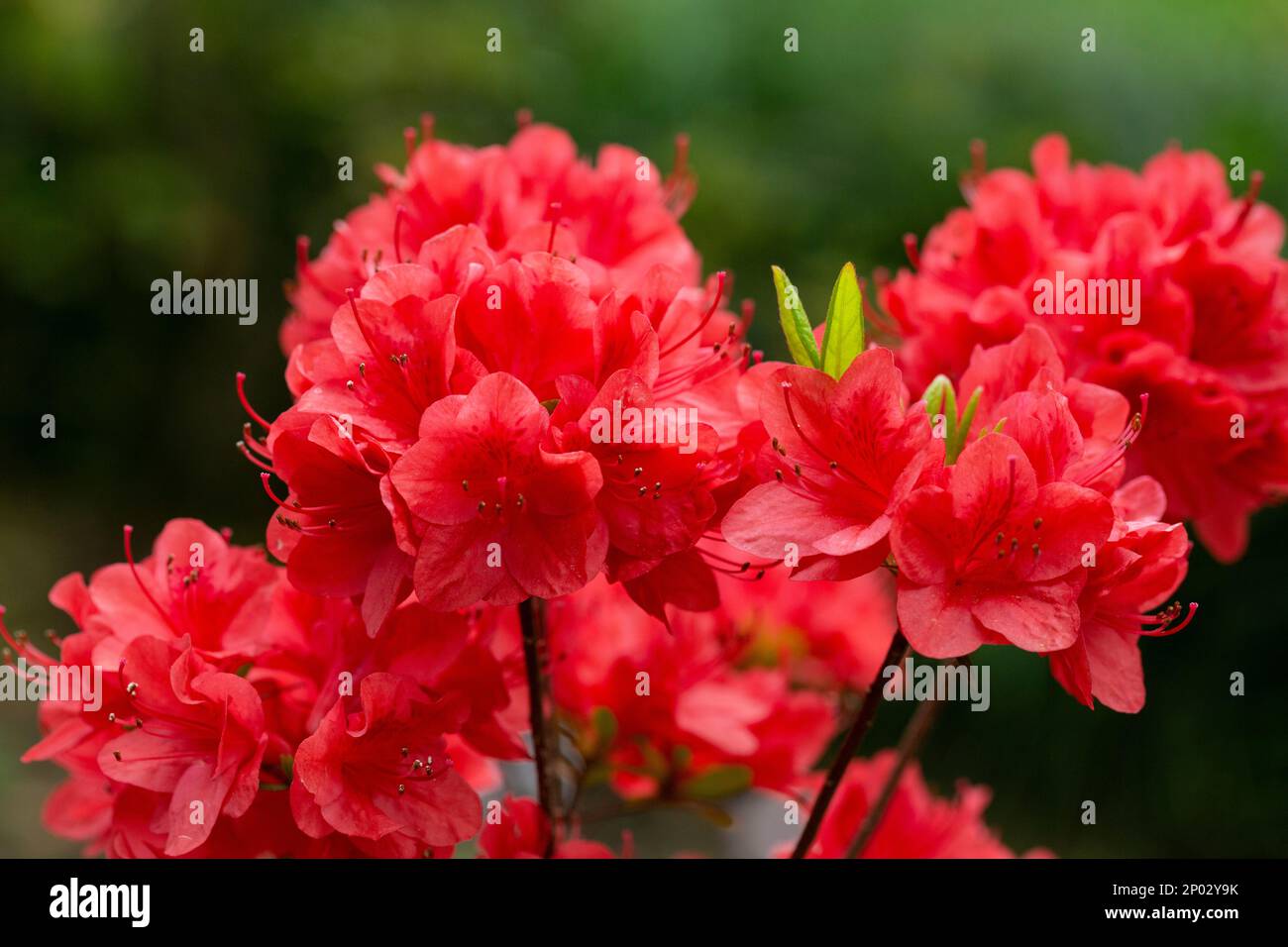 Beautiful red rhododendron flower in garden with magic bokeh. red ...