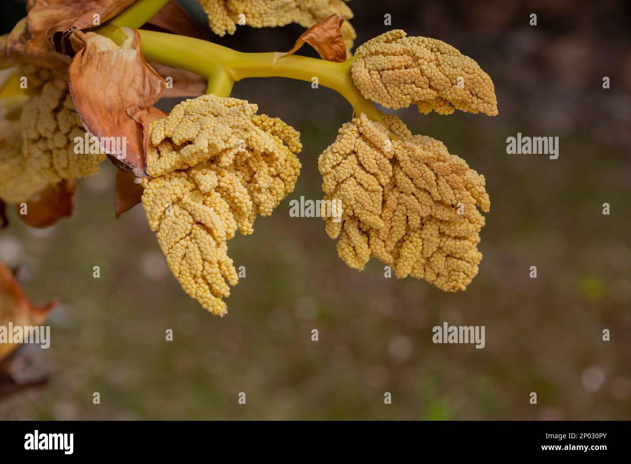 Blooming hemp palm Trachycarpus fortunei in the spring in summer in a ...