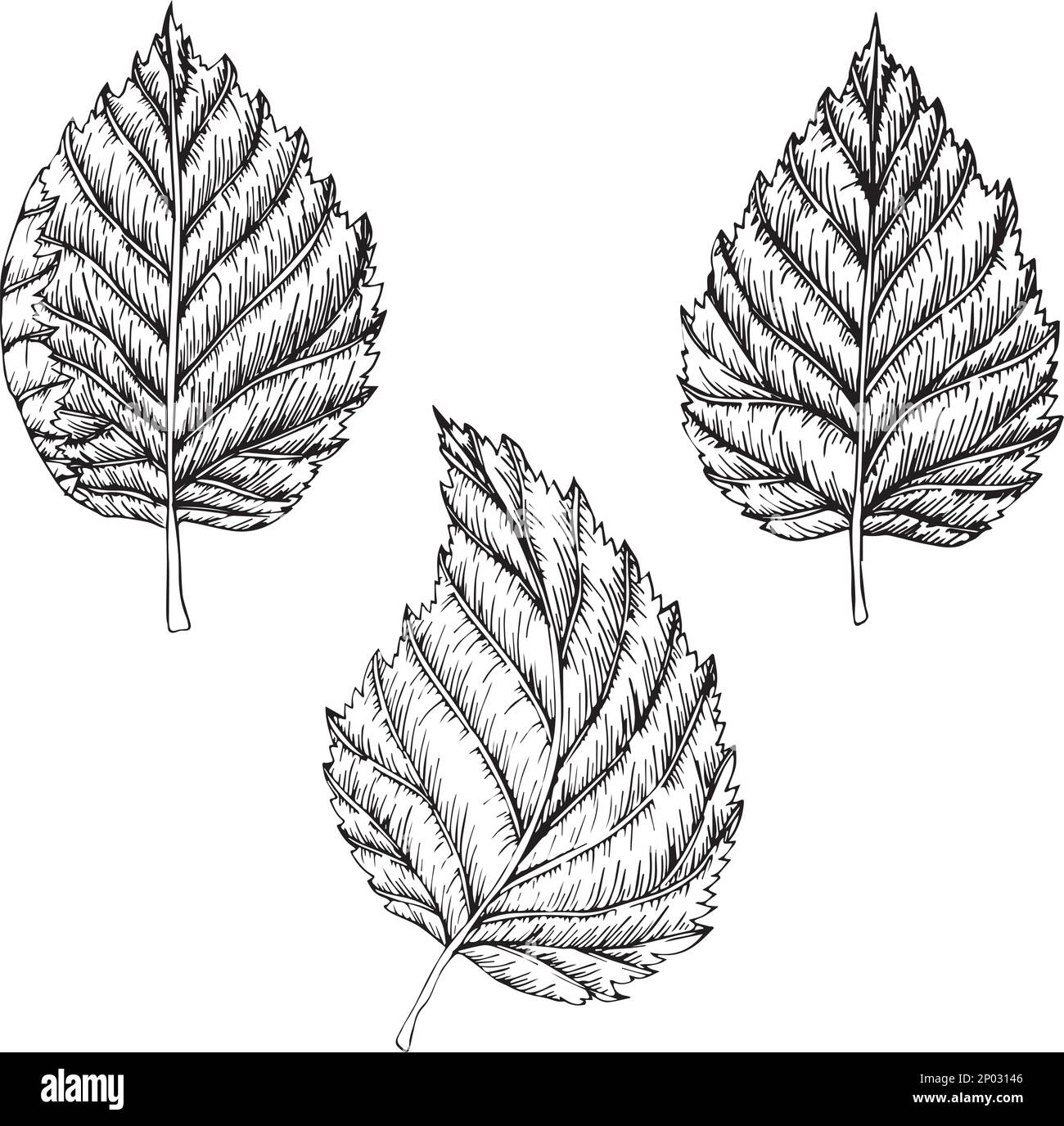 Vector illustration of raspberry leaves. Sketch black and white drawn ...