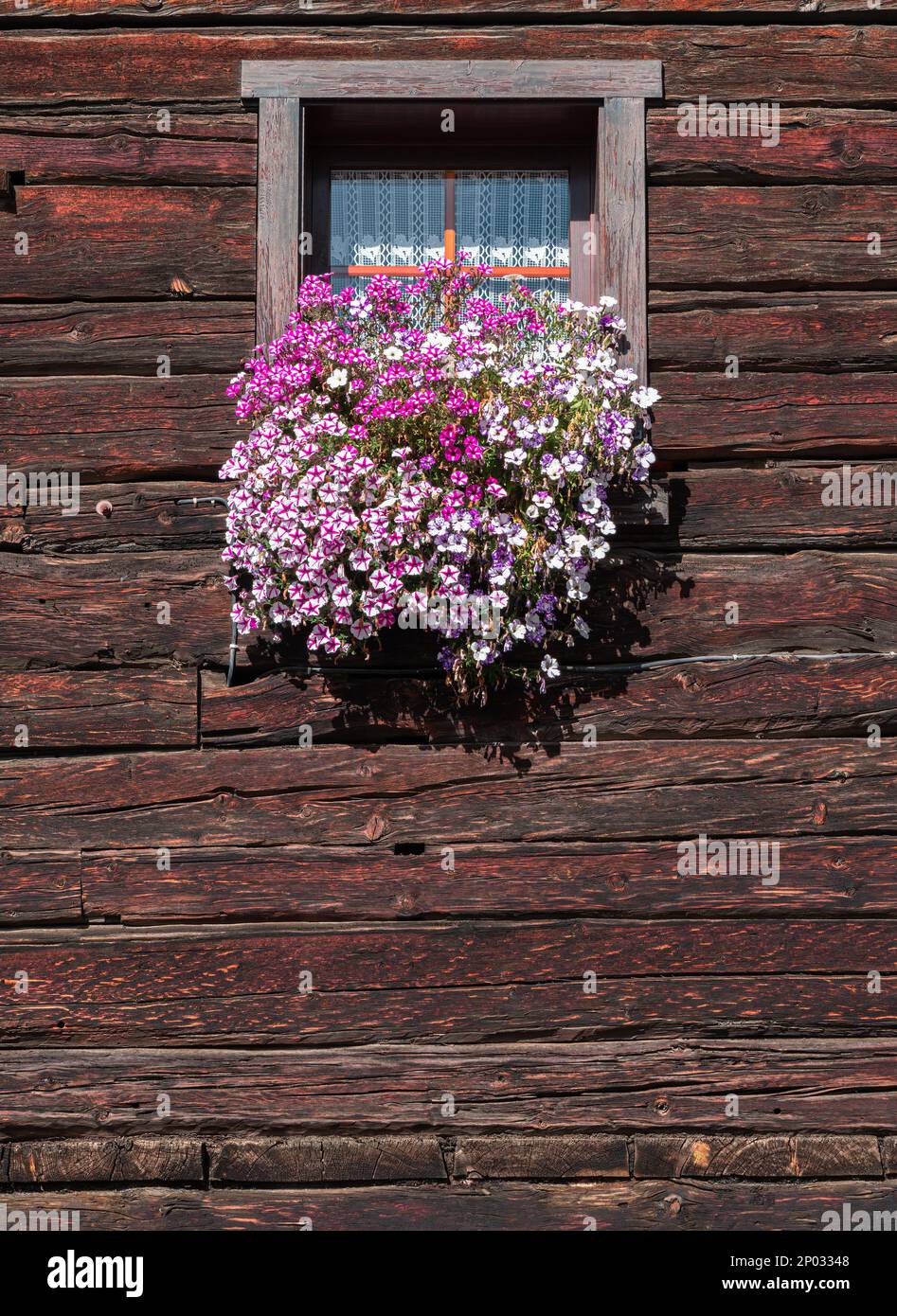 Decorative window flower pot with pink flowers on a wooden wall of ...