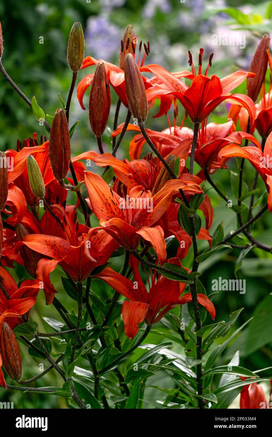 A bush of red tiger lilies in the garden in a flower bed Stock Photo ...