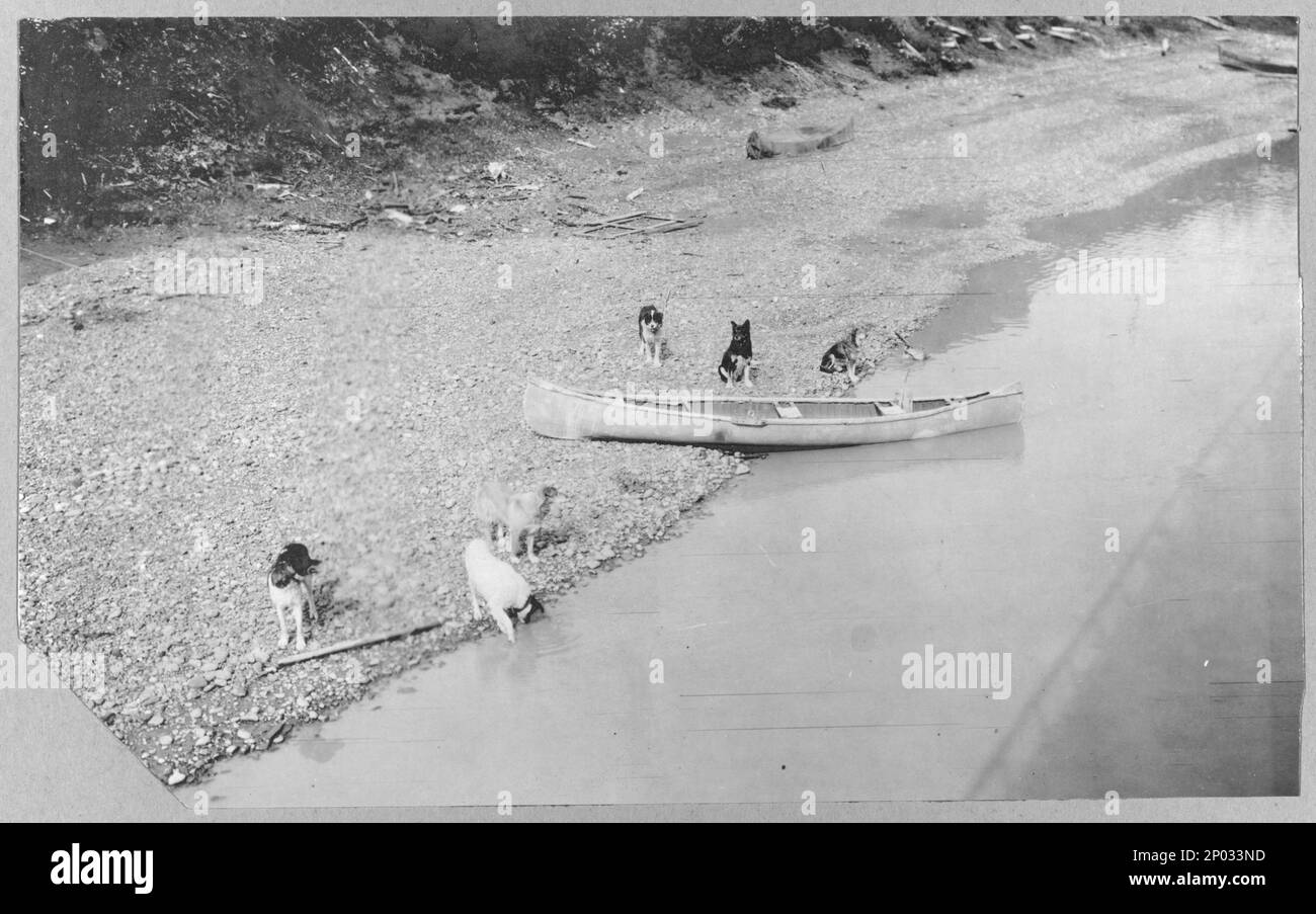 Dogs. Frank and Frances Carpenter collection , Gift; Mrs. W. Chapin ...