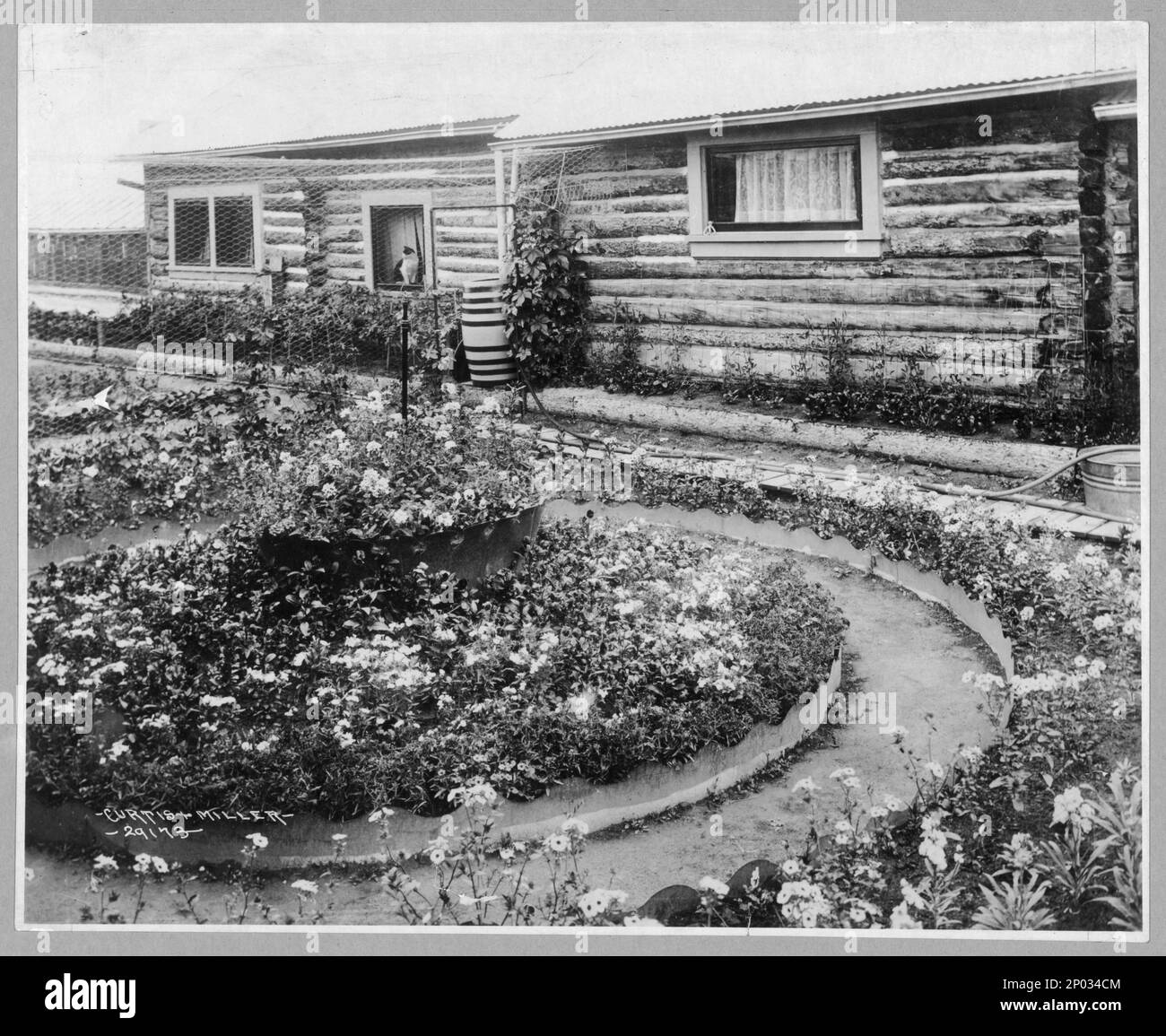 Flowers in Mrs. Long's garden. Frank and Frances Carpenter collection ...
