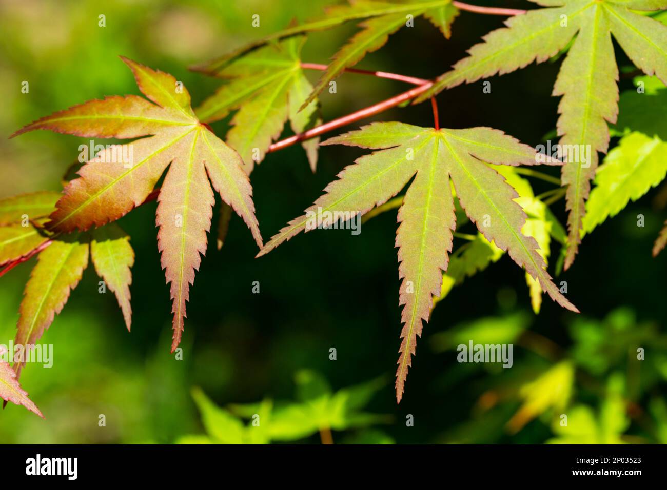 Macro close-up photograph of Japanese Maple Leaves in Spring Acer ...