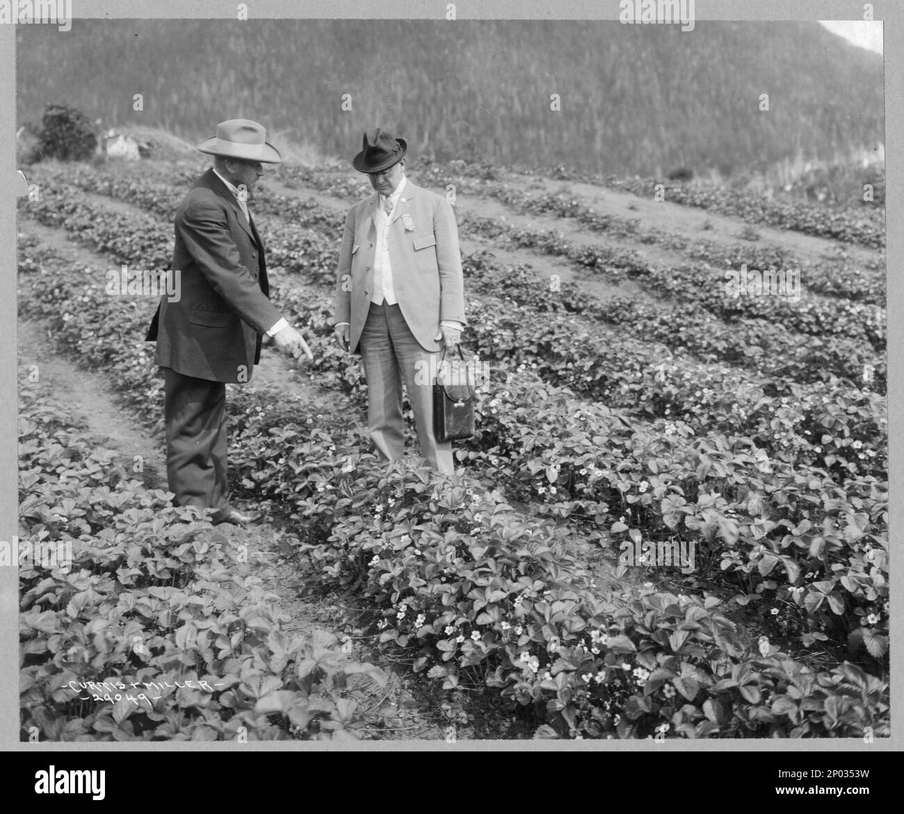 Strawberry plants on government farm. Frank and Frances Carpenter ...
