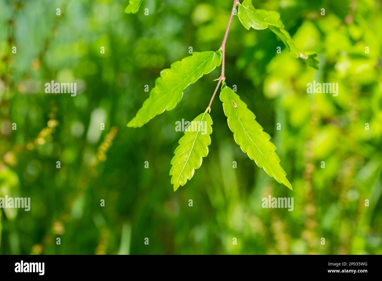 A species of the Zelkova tree, Zelkova serrata, keyaki, Japanese ...