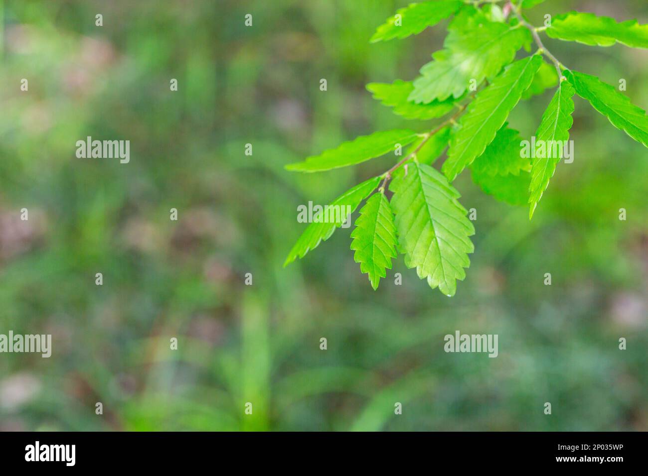 A species of the Zelkova tree, Zelkova serrata, keyaki, Japanese ...