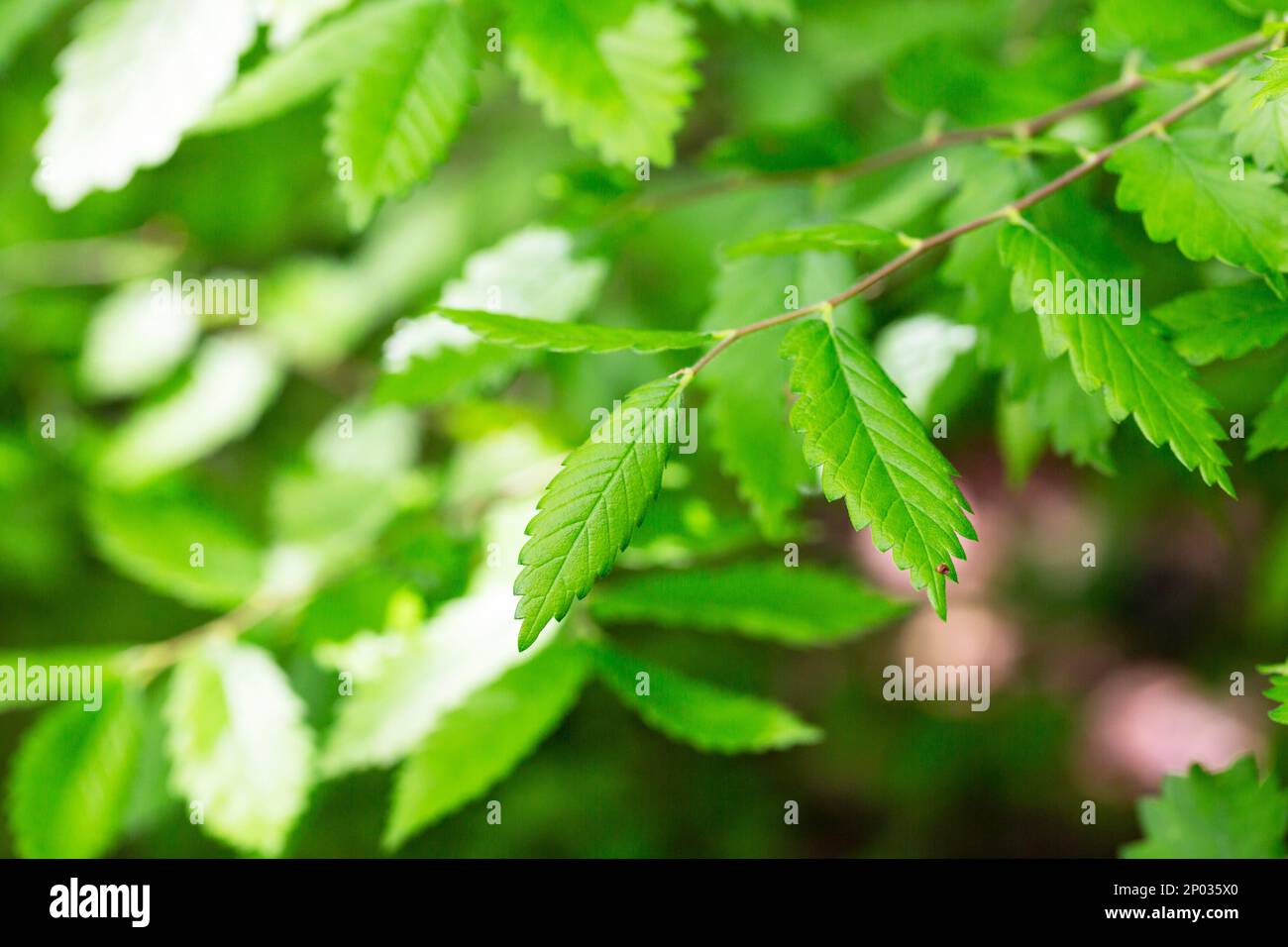 A species of the Zelkova tree, Zelkova serrata, keyaki, Japanese ...