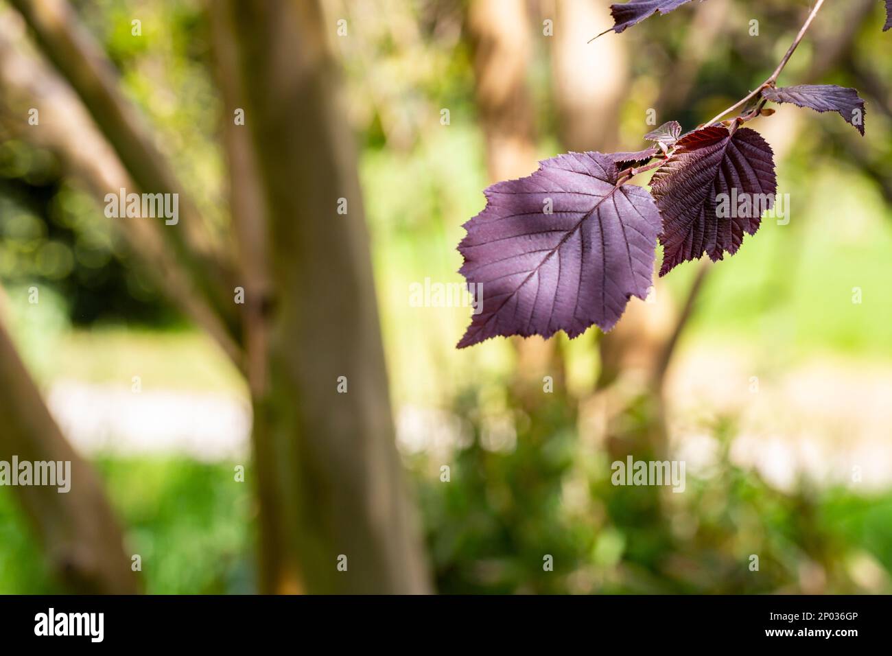 Purple hazel leaves - Latin name - Corylus maxima Purpurea, natural ...