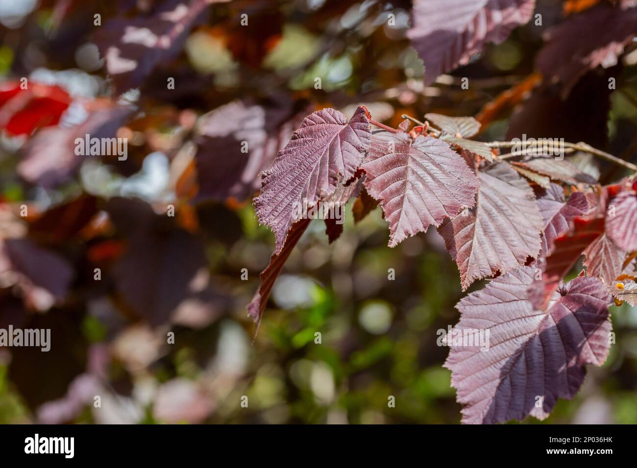 Purple hazel leaves - Latin name - Corylus maxima Purpurea, natural ...