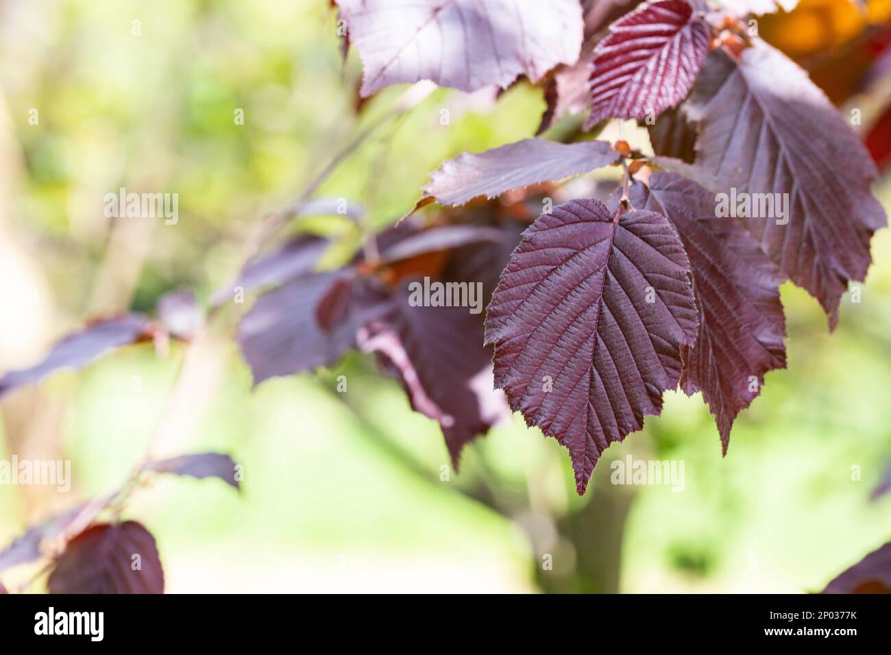Purple hazel leaves - Latin name - Corylus maxima Purpurea, natural ...