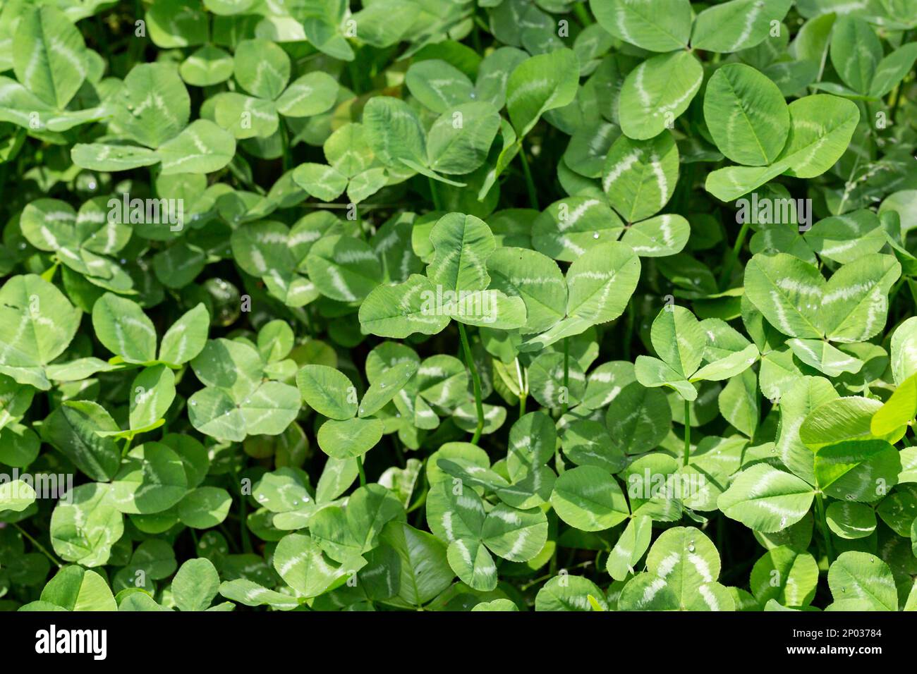 Three leaves clover background. Macro. Close-up. Detail Wallpaper ...