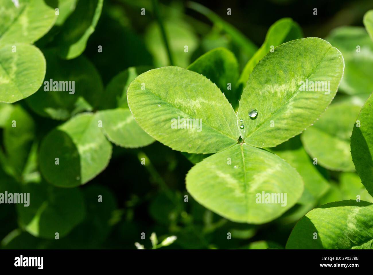 Three leaves clover background. Macro. Close-up. Detail Wallpaper ...