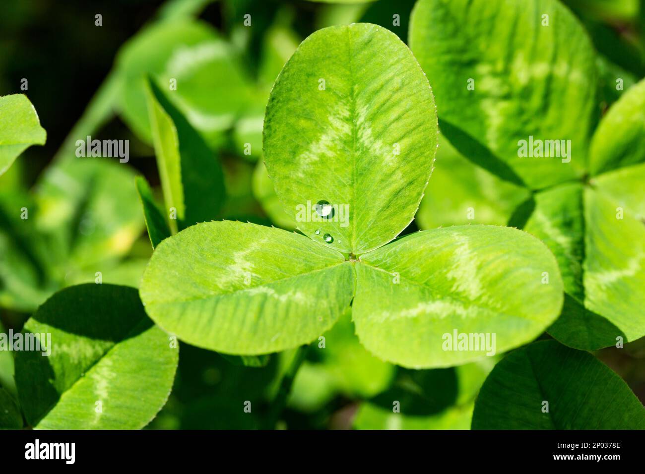 Sunshine four leaf clover hi-res stock photography and images - Alamy
