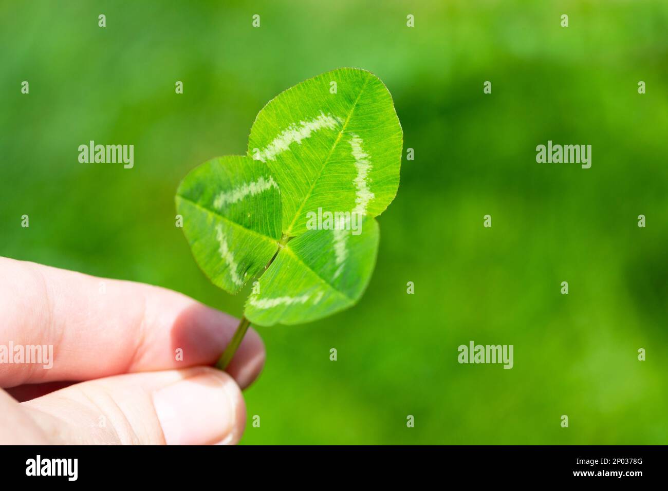Hand holding a four leaf clover hi-res stock photography and images - Alamy